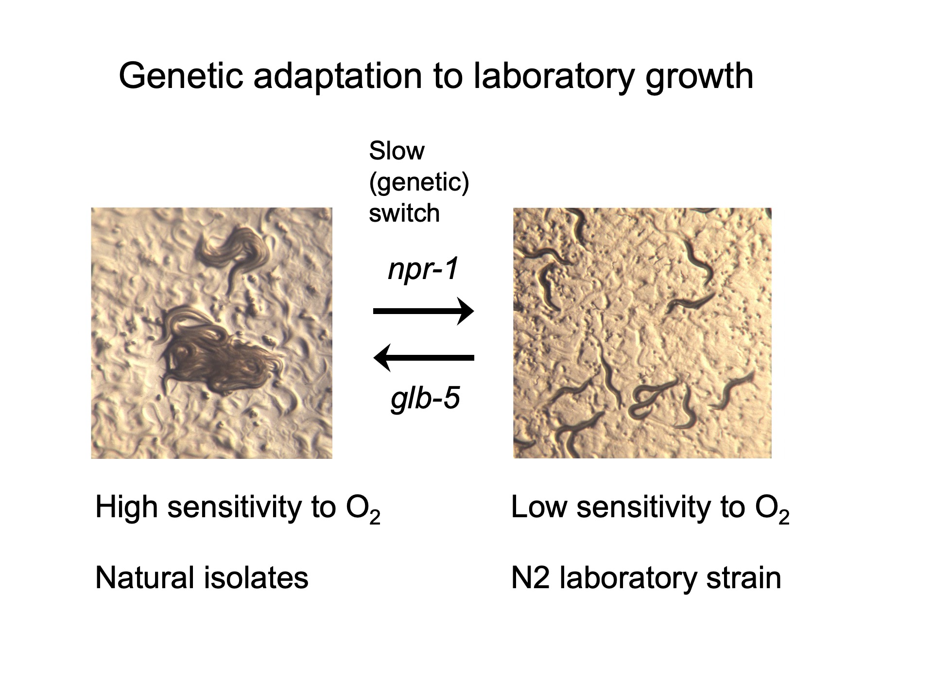 Celebrating the Life and Science of Sydney Brenner - Cori Bargmann ...