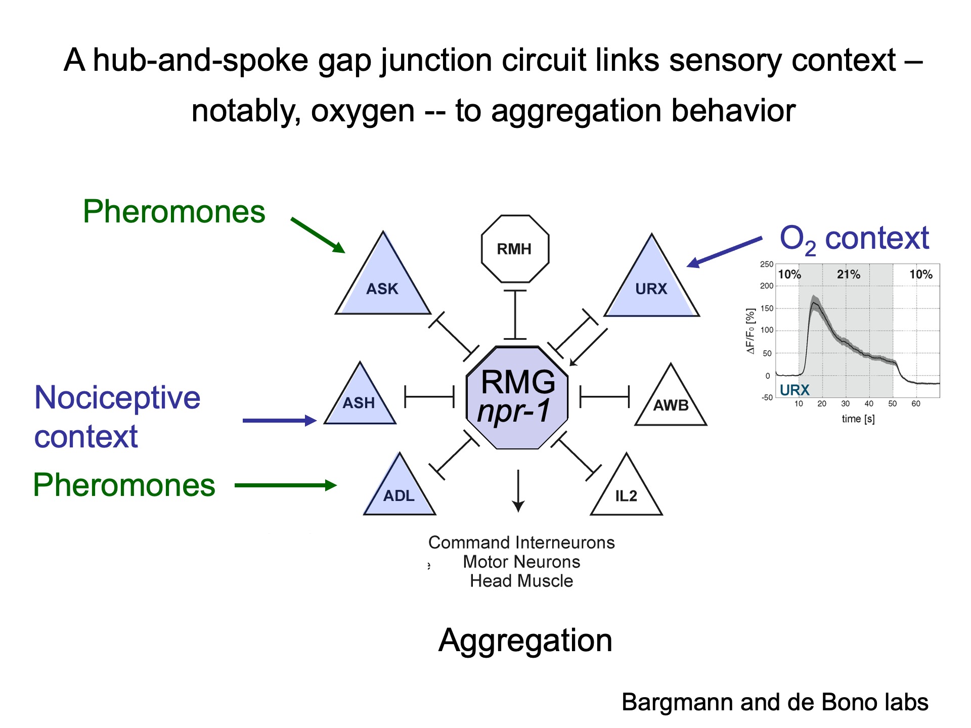 Celebrating the Life and Science of Sydney Brenner - Cori Bargmann ...