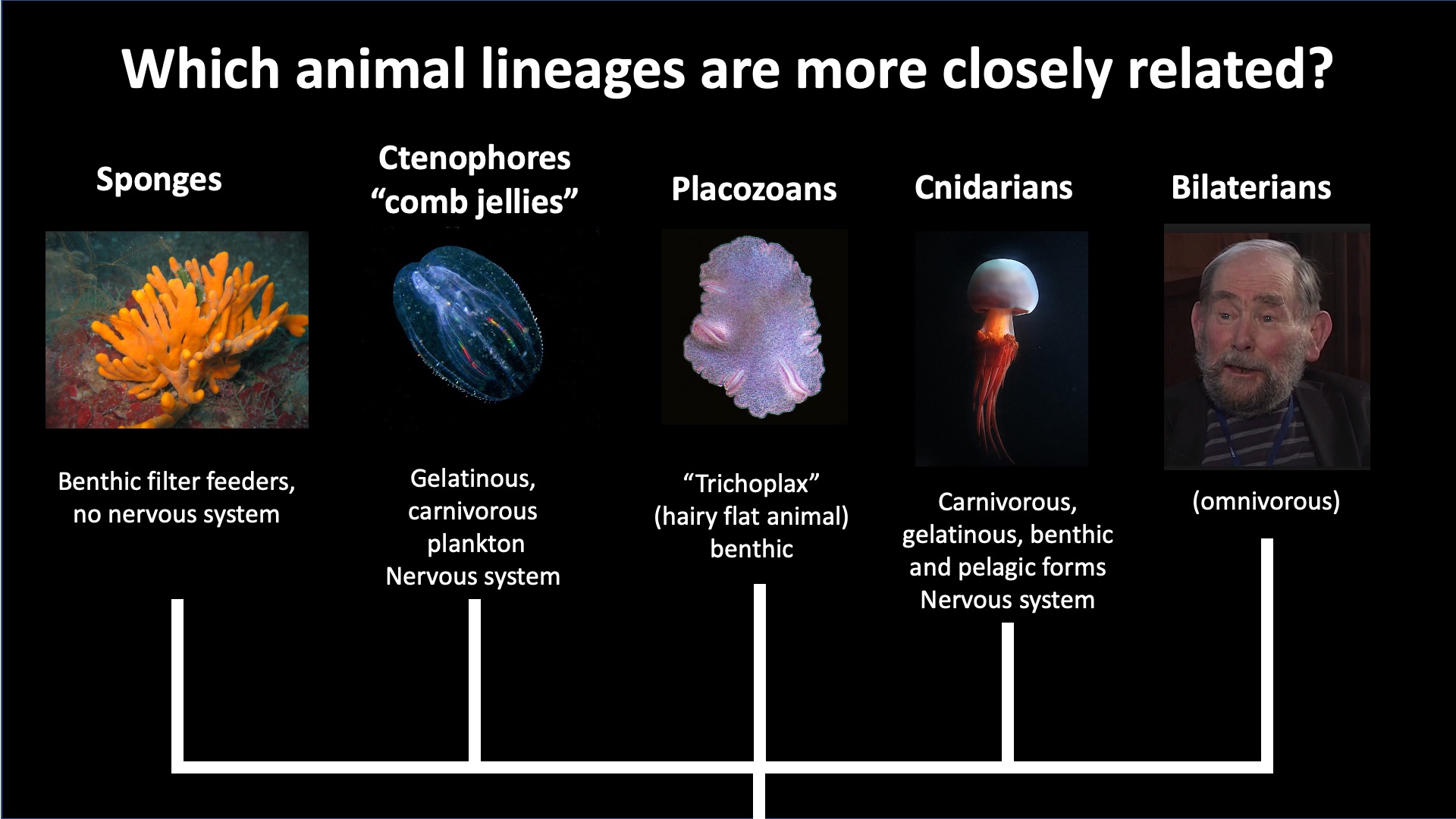 Celebrating the Life and Science of Sydney Brenner - Daniel Rokhsar ...