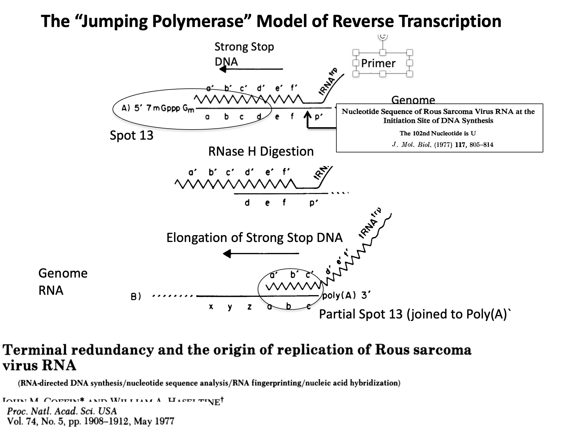 Fifty Years of Reverse Transcriptase - John M. Coffin - Howard Temin ...