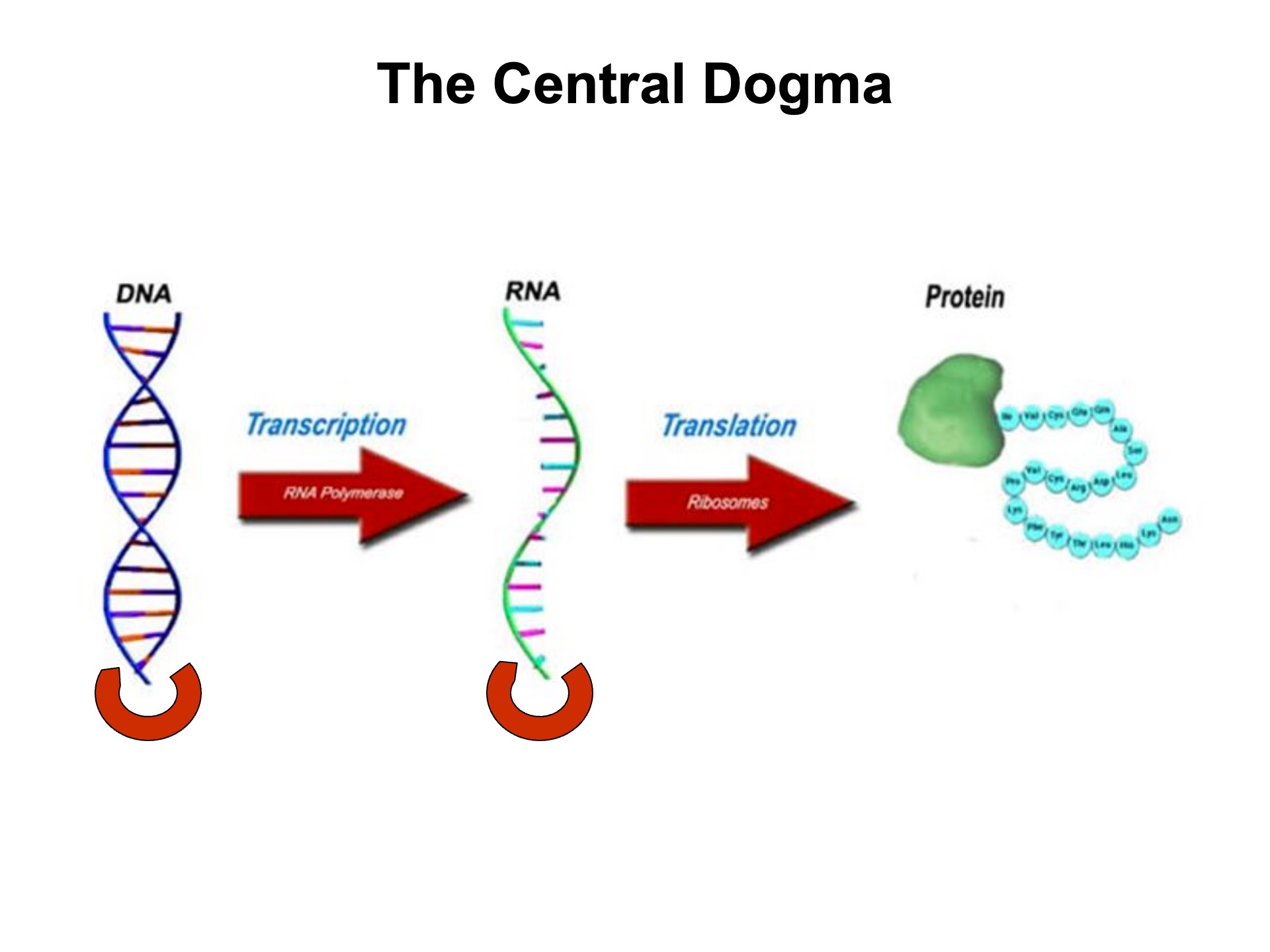 Fifty Years of Reverse Transcriptase - John M. Coffin - Howard Temin ...