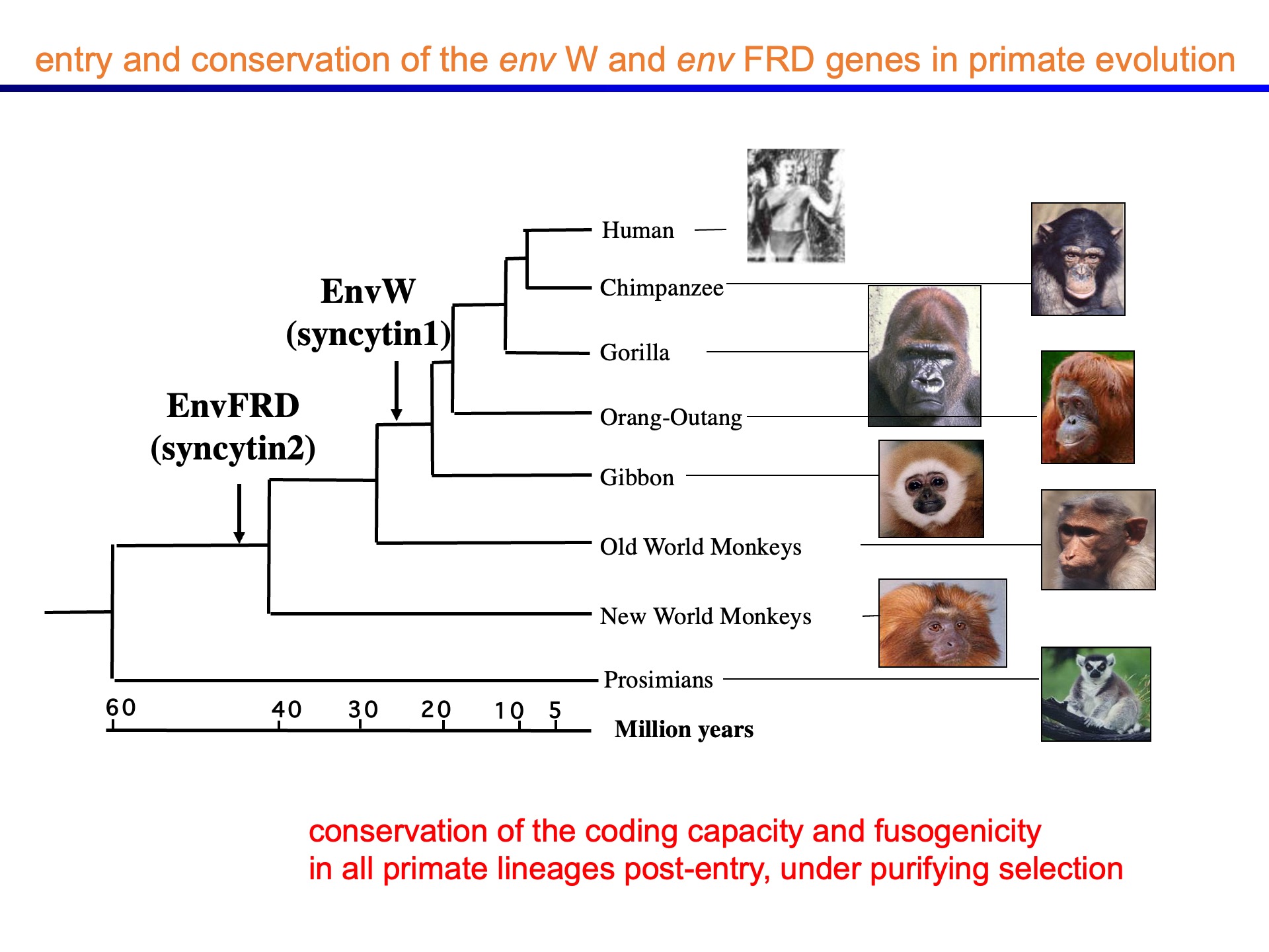 Fifty Years of Reverse Transcriptase - Thierry Heidmann - Retroelements ...