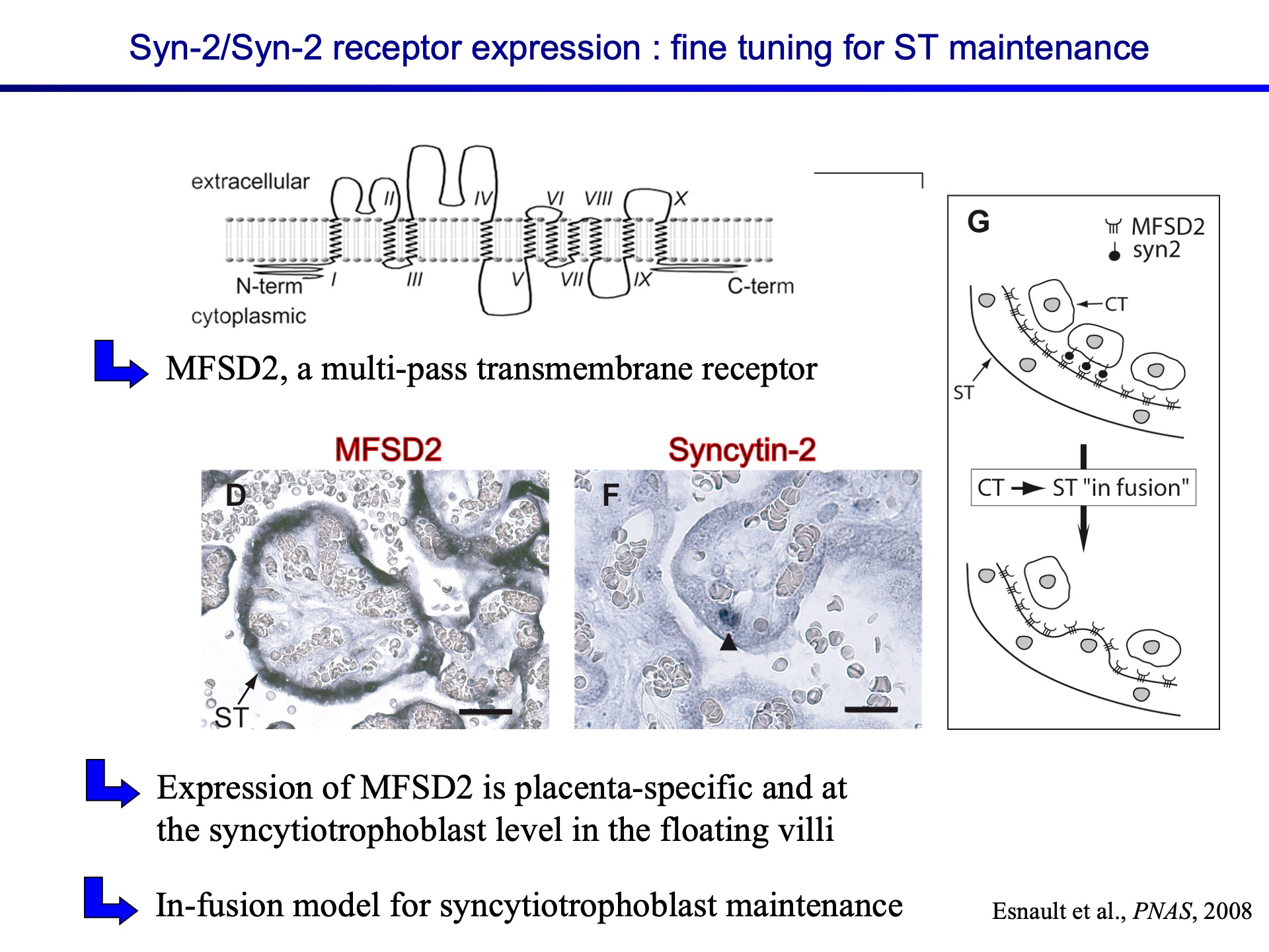 Fifty Years of Reverse Transcriptase - Thierry Heidmann - Retroelements ...
