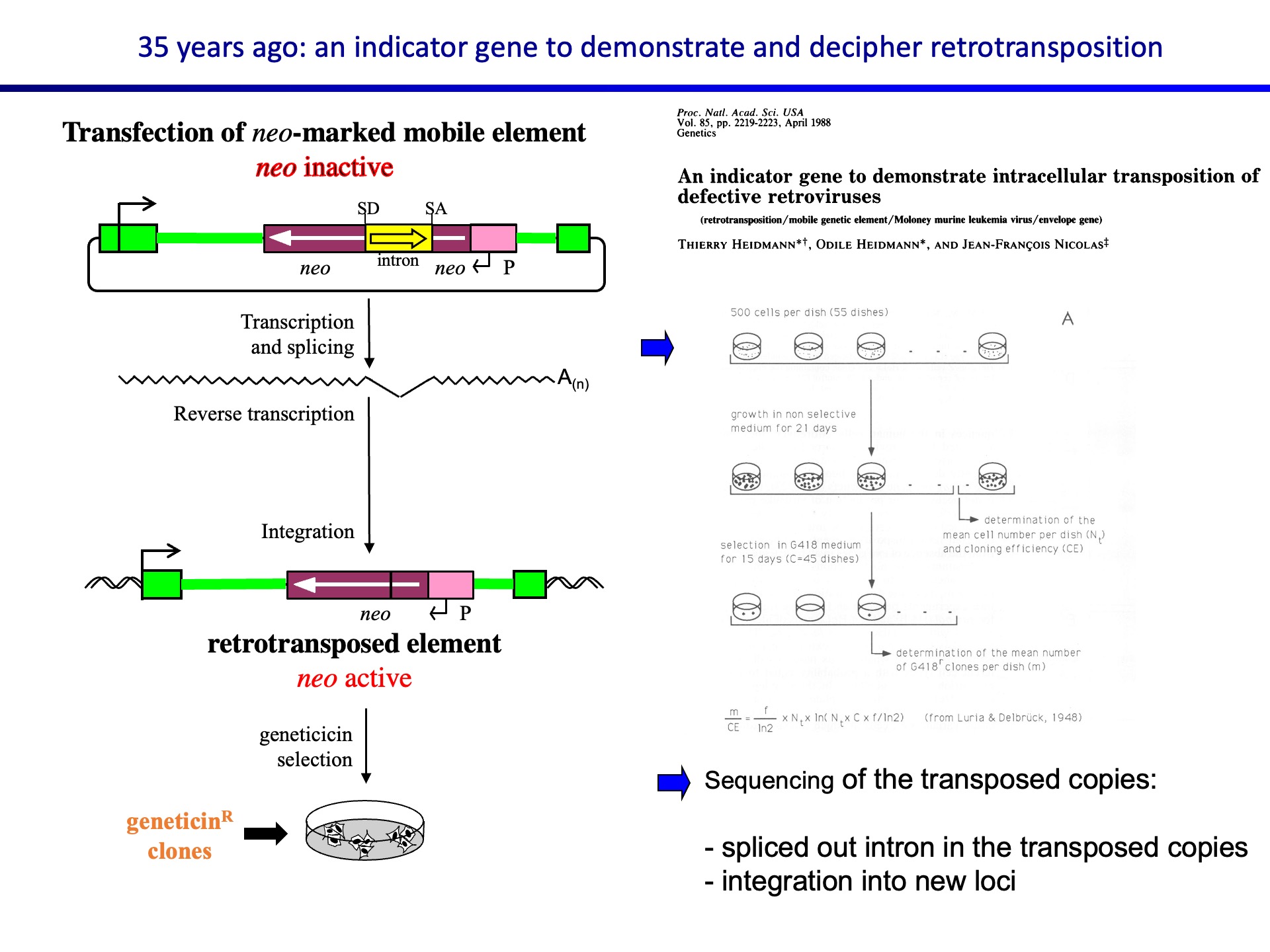 Fifty Years of Reverse Transcriptase - Thierry Heidmann - Retroelements ...