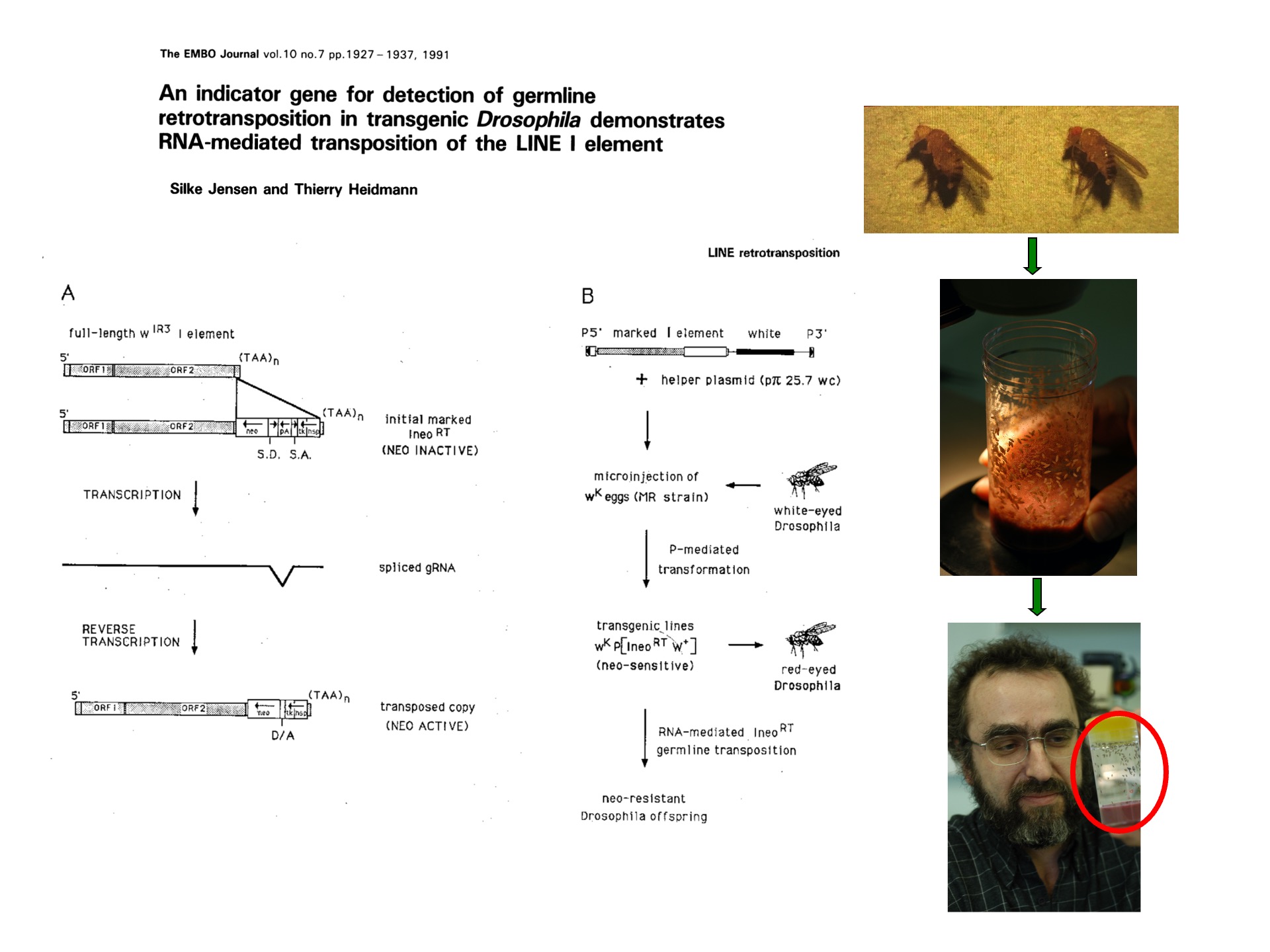 Fifty Years of Reverse Transcriptase - Thierry Heidmann - Retroelements ...