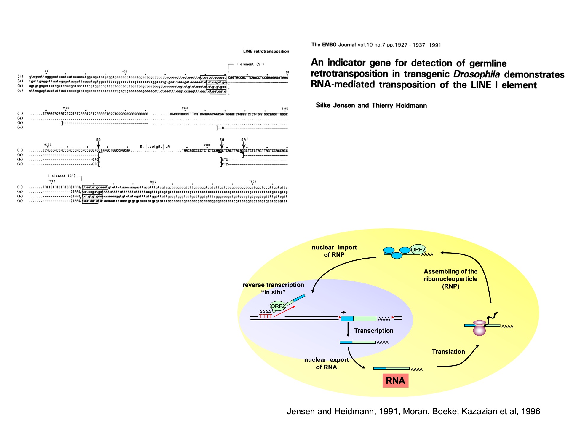 Fifty Years of Reverse Transcriptase - Thierry Heidmann - Retroelements ...