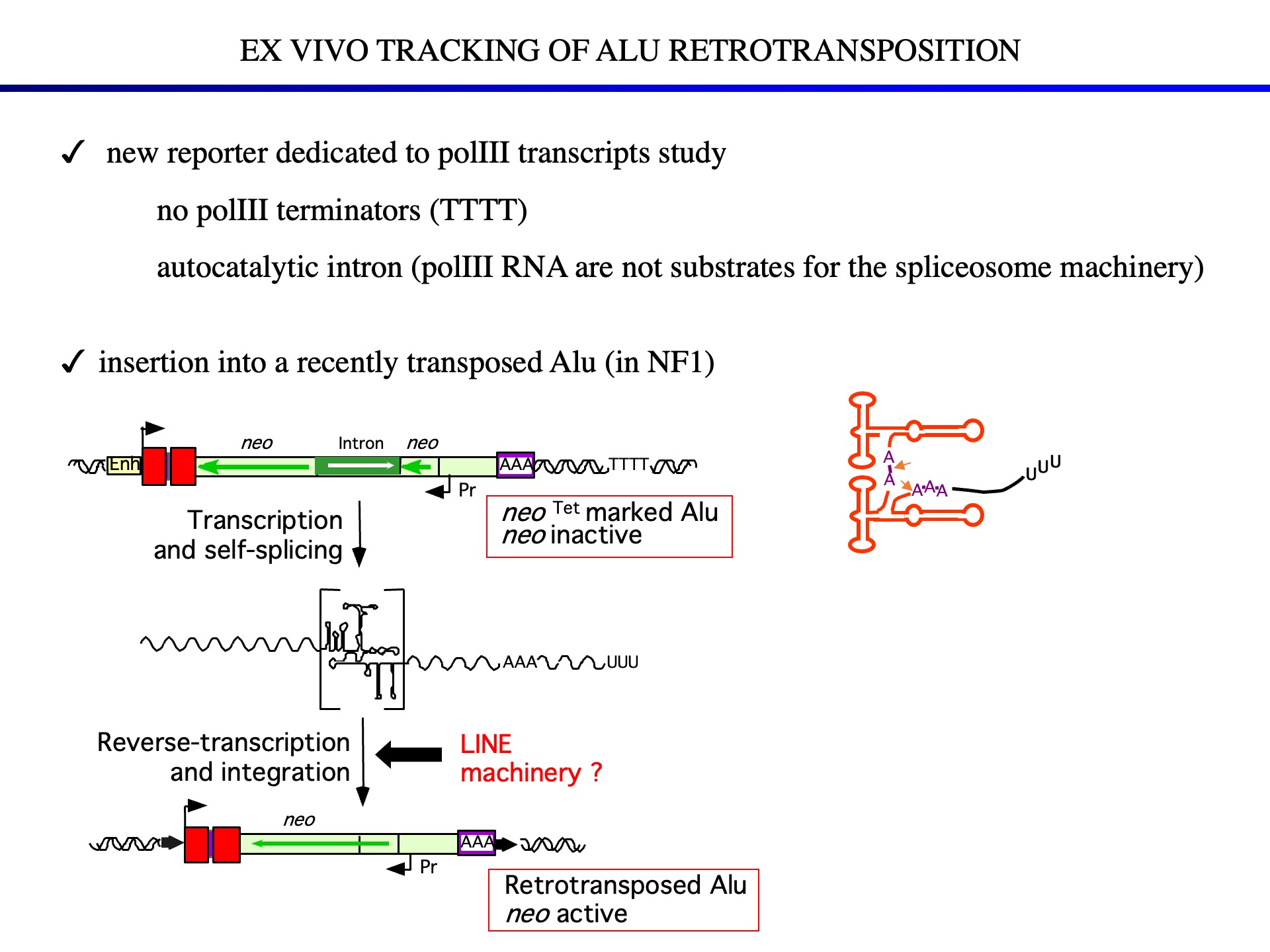 Fifty Years of Reverse Transcriptase - Thierry Heidmann - Retroelements ...