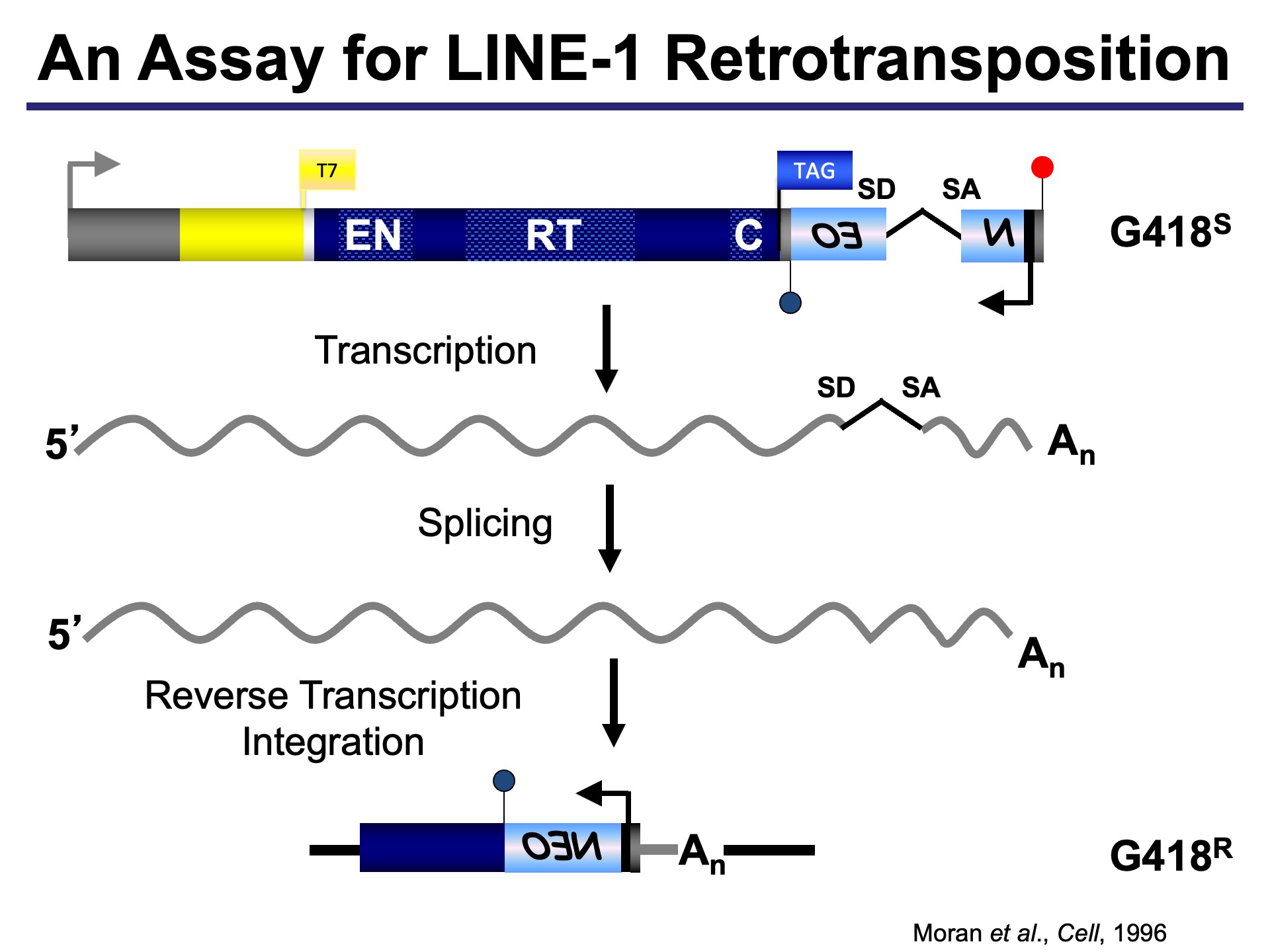 Fifty Years of Reverse Transcriptase - John V. Moran - The impact of ...
