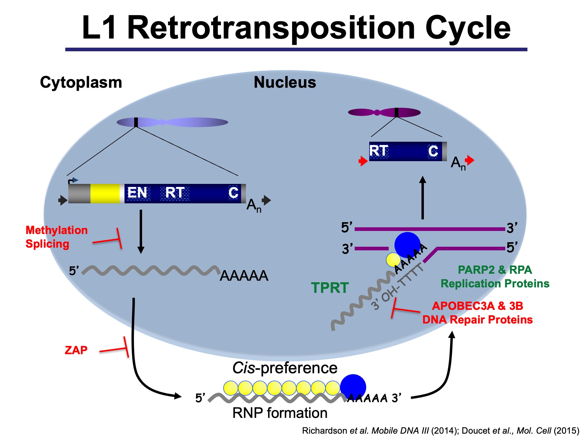 Fifty Years of Reverse Transcriptase - John V. Moran - The impact of ...