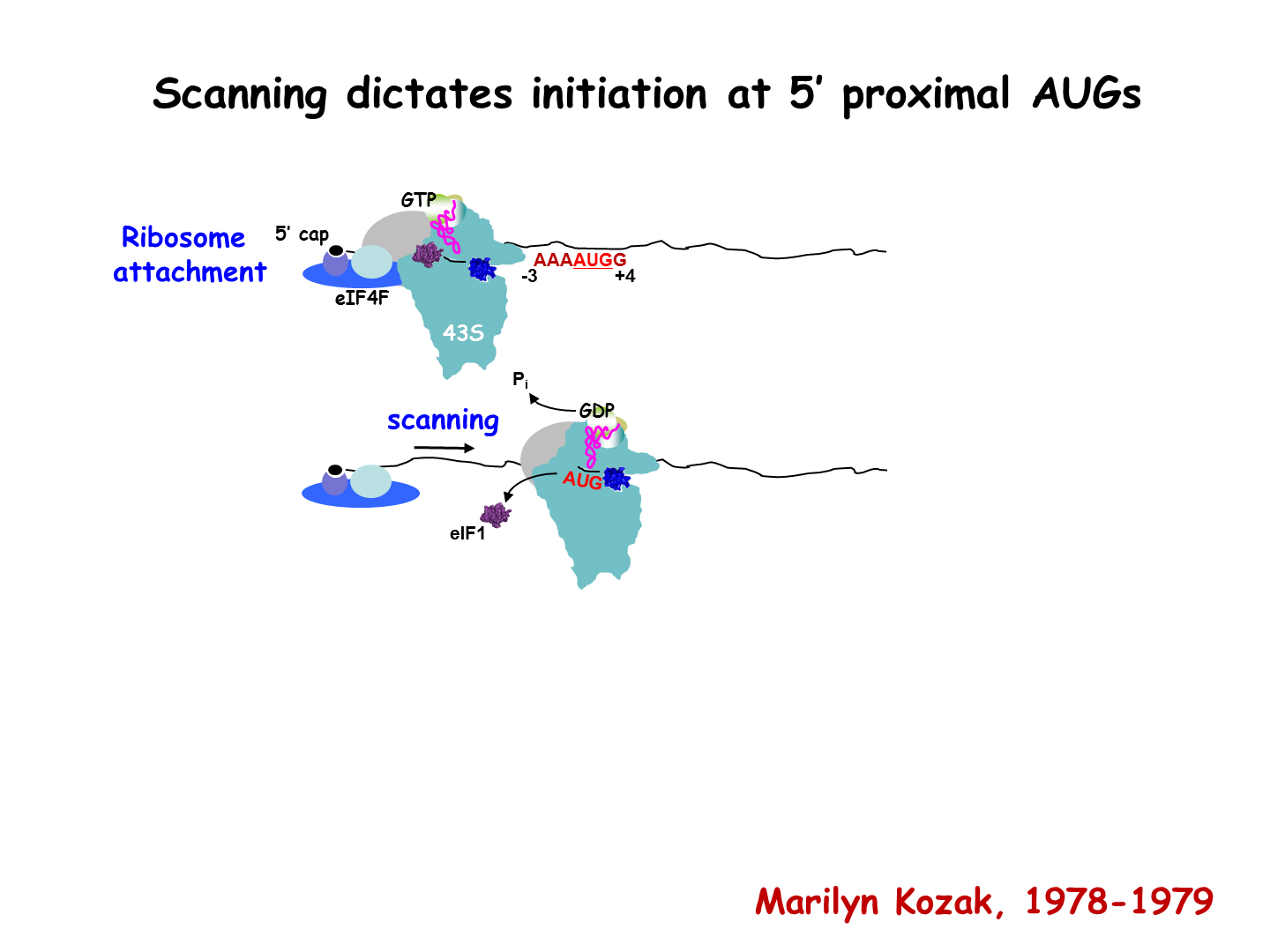 Yeast Research Meeting - Alan Hinnebusch - The key role of yeast ...