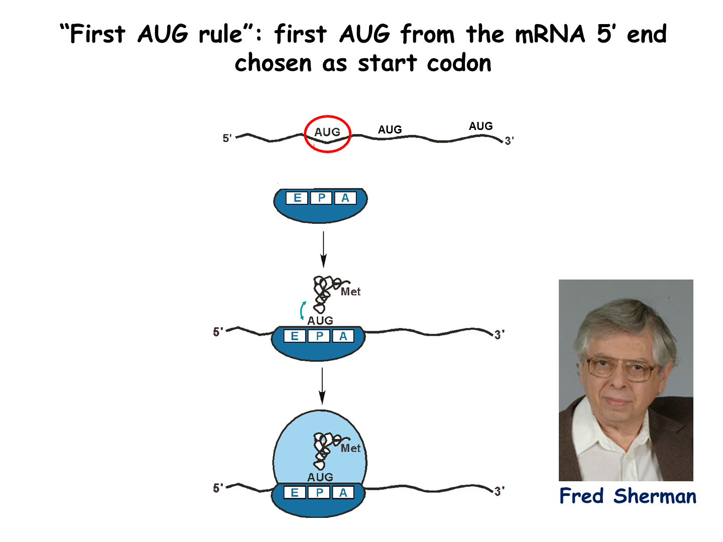 Yeast Research Meeting - Alan Hinnebusch - The key role of yeast ...