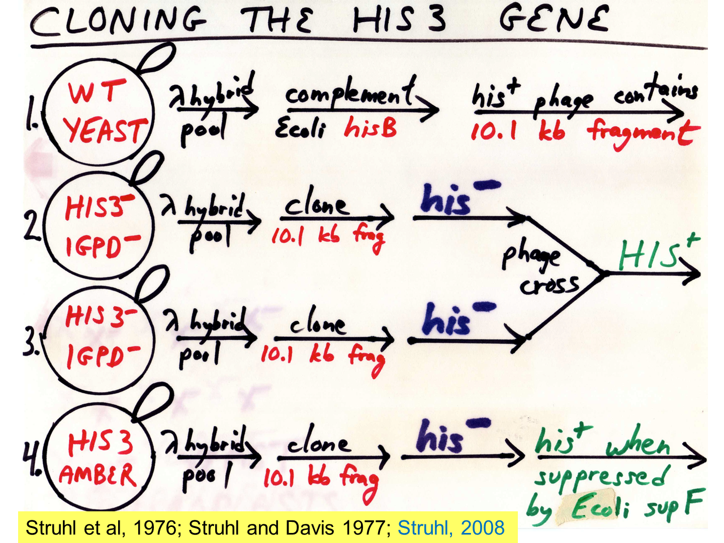 Yeast Research Meeting - Kevin Struhl - Transcriptional regulation in ...